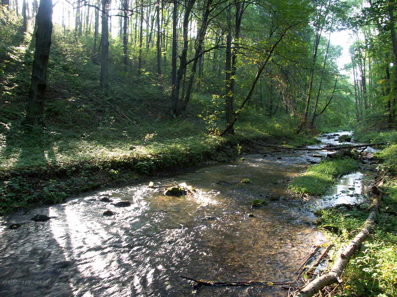 Krajobrazy Polski tapety las