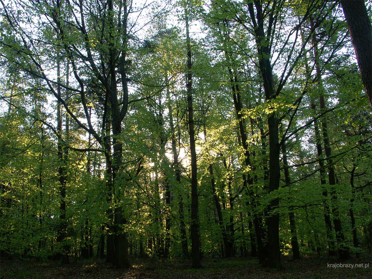 Krajobrazy Polski tapety las