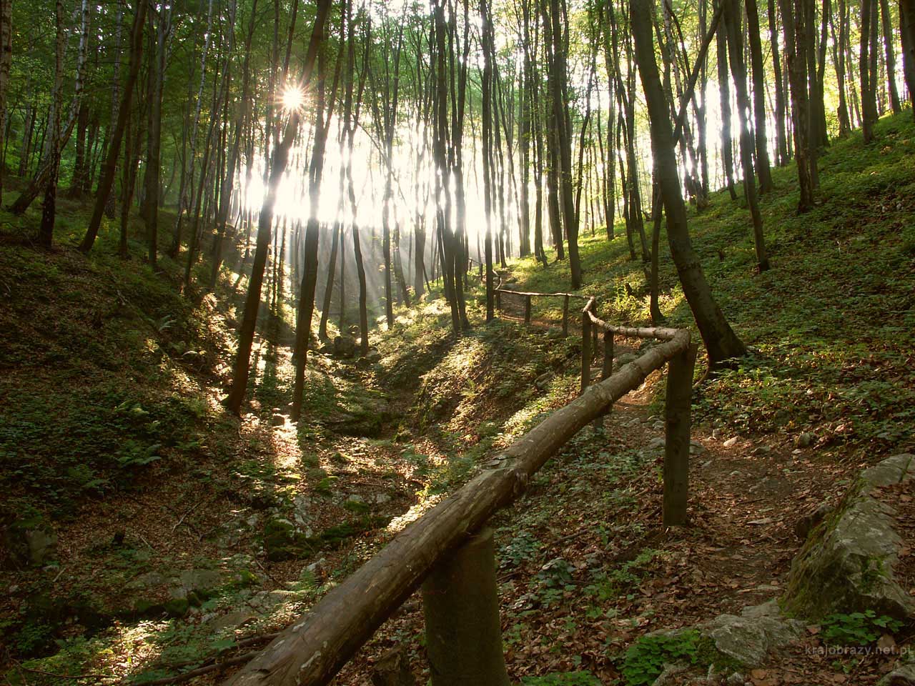 Krajobrazy Polski tapety las